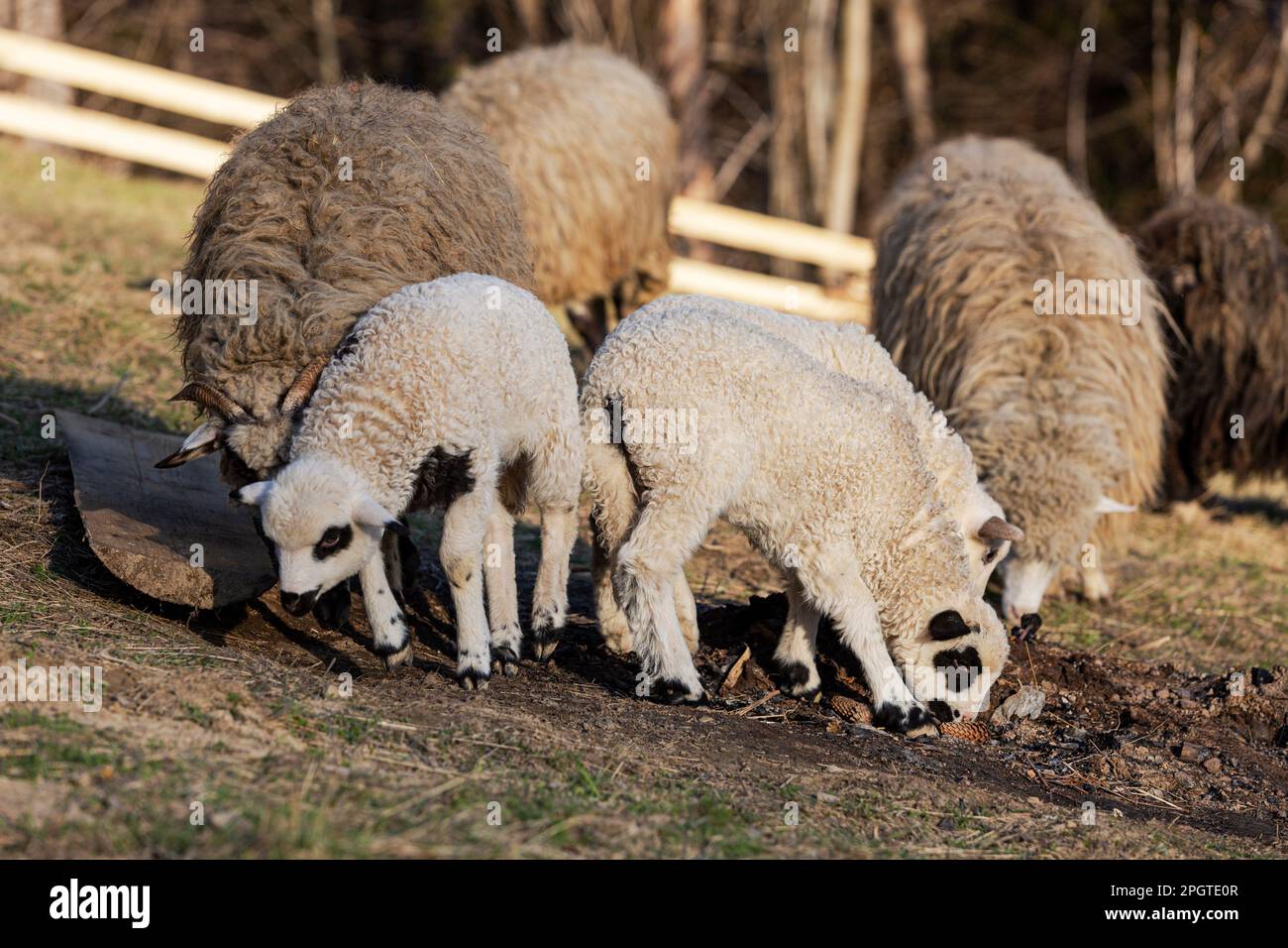 A group of sheep are standing in a field and one has a black spot on ...