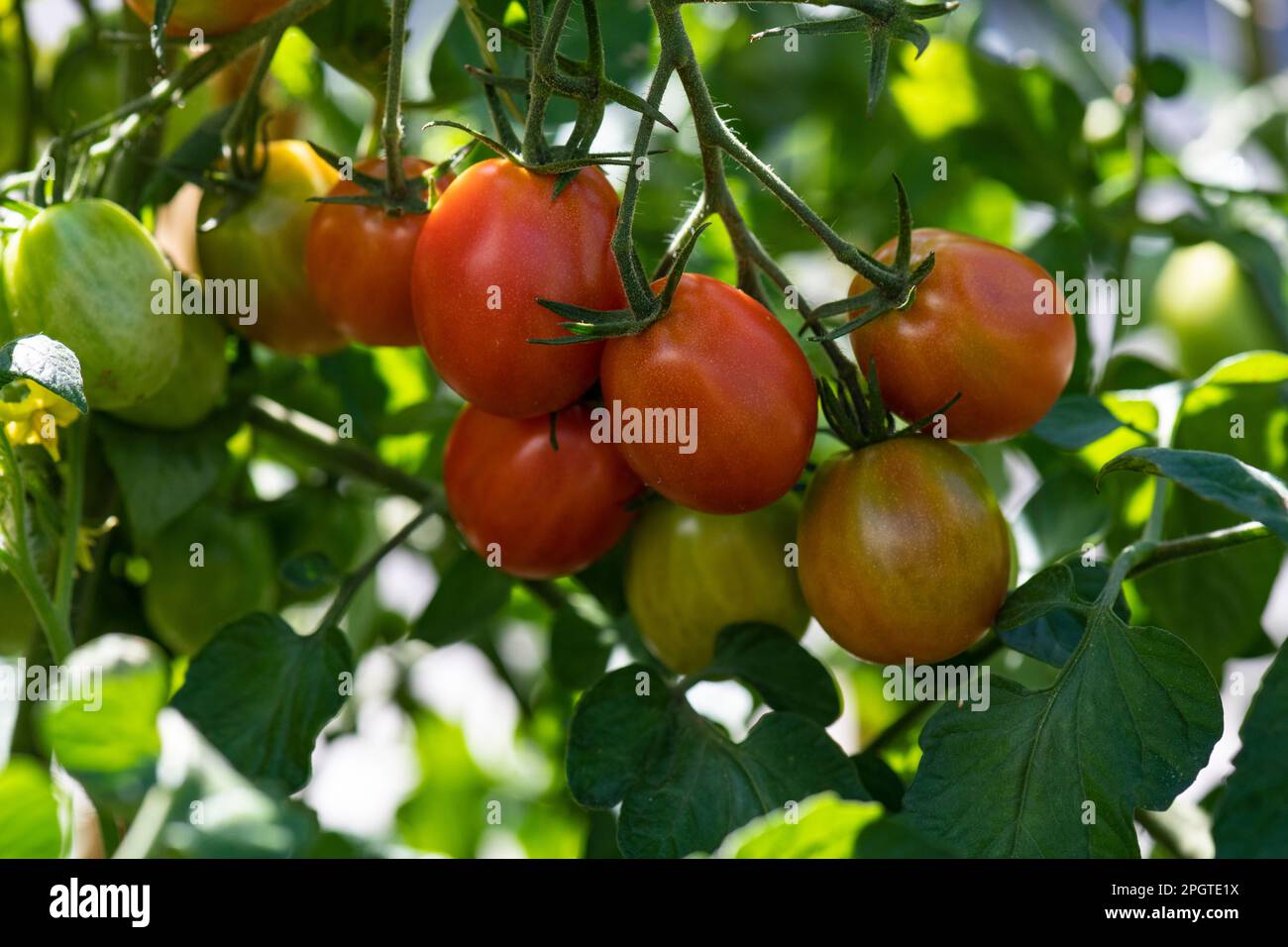 Home private garden fruits hi-res stock photography and images - Alamy