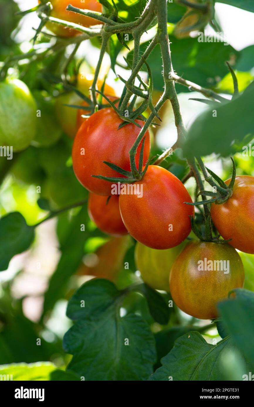 Vegetable garden produce tomato raised bed garden hi-res stock ...