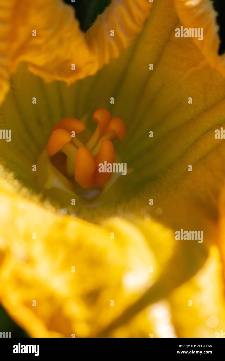 Winter squash flower and leaves, Cucurbita Maxima Duchesne, in home ...