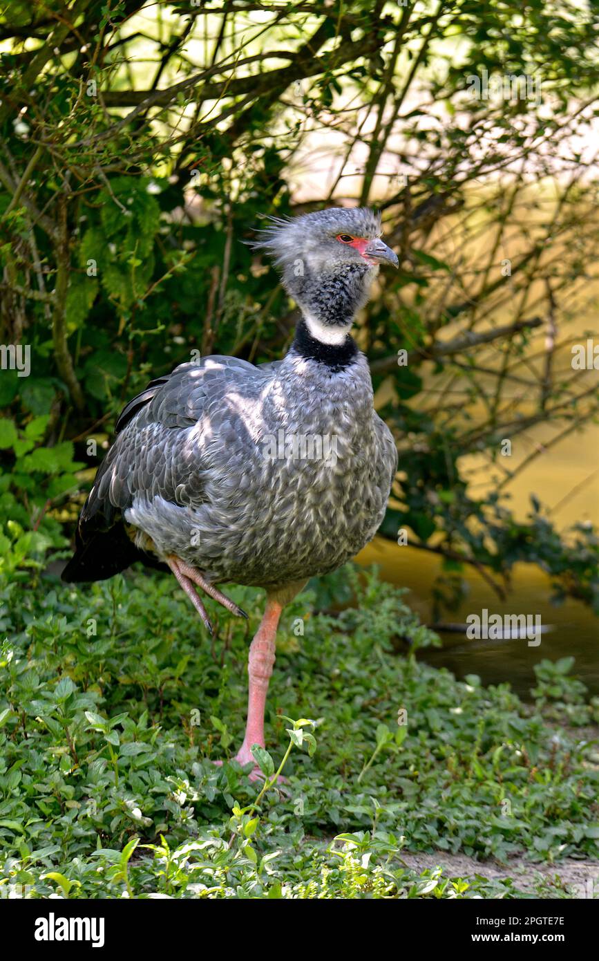 The southern screamer (Chauna torquata), also known as the crested ...