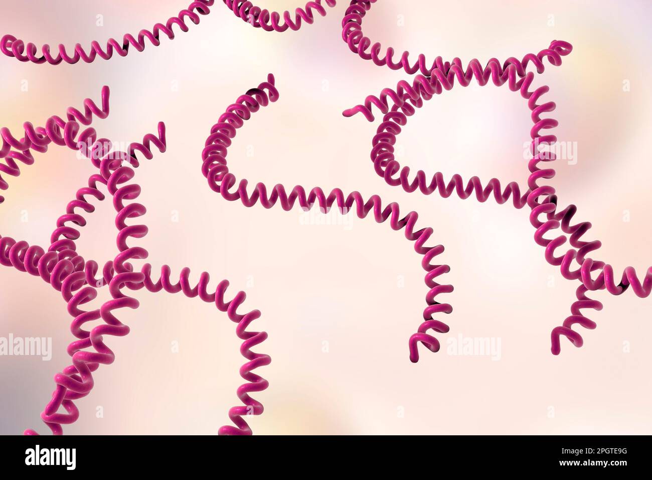 Spirochaete bacterium hi-res stock photography and images - Alamy