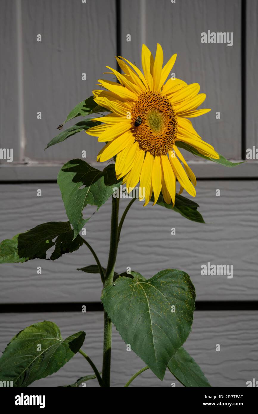 Sunflower helianthus annuus growing hi-res stock photography and images ...