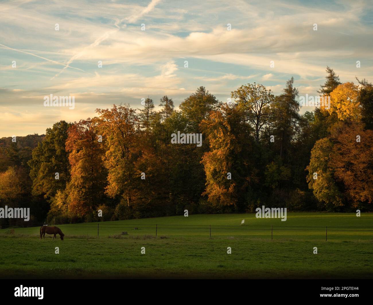 Fairway forest hi-res stock photography and images - Alamy