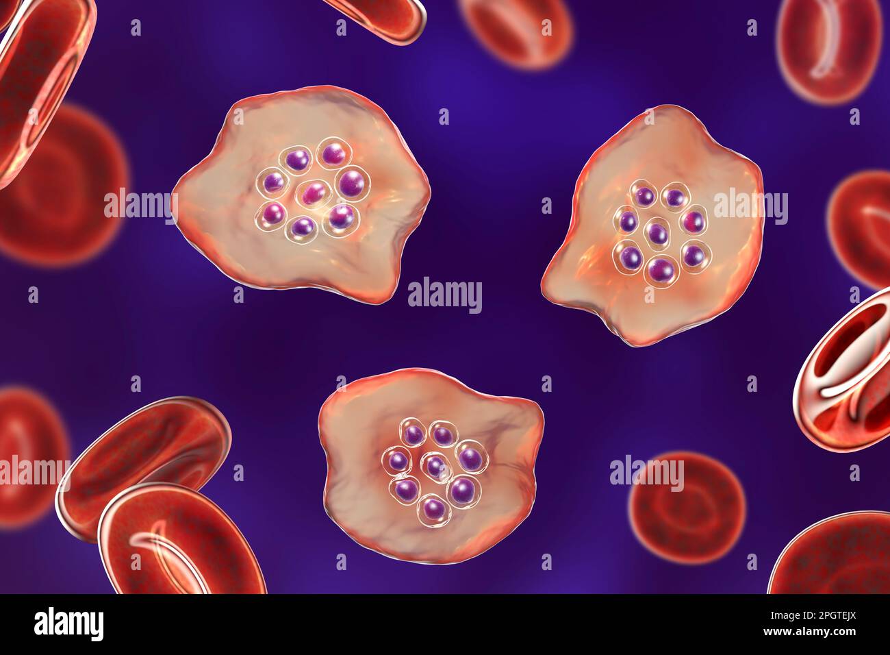 Anopheline mosquito hi-res stock photography and images - Alamy