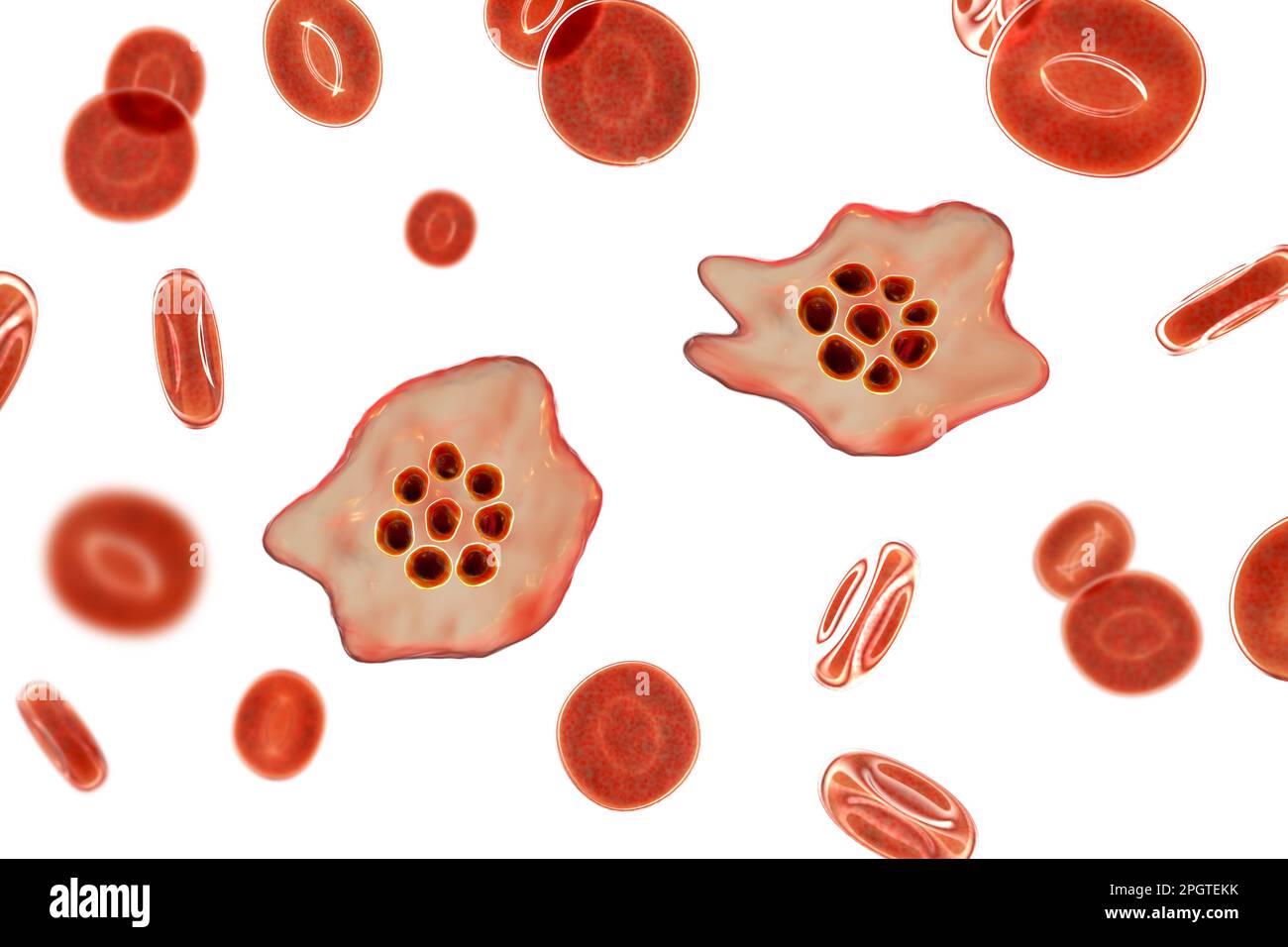 White blood cells known Cut Out Stock Images & Pictures - Alamy