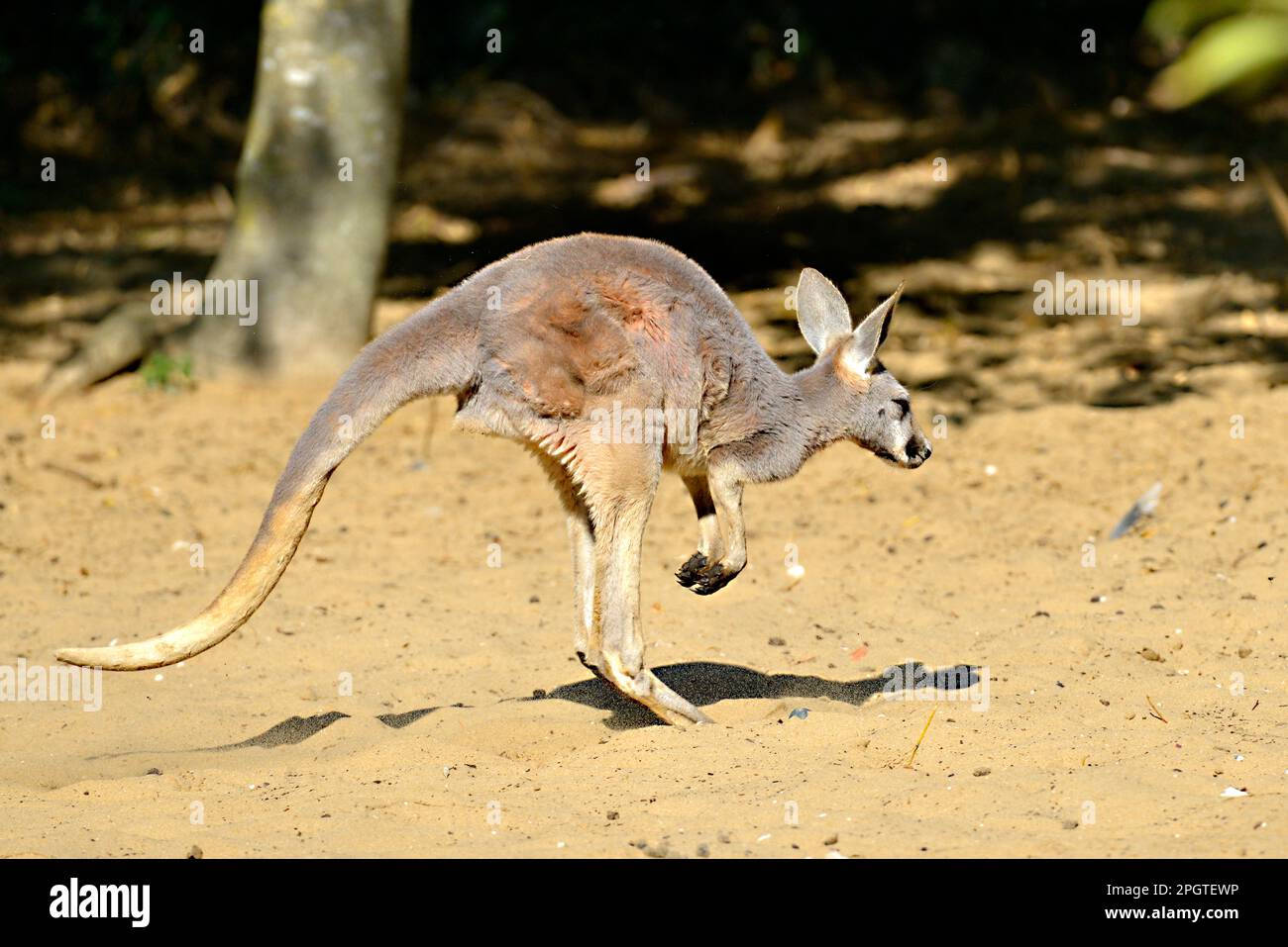 Closeup kangaroo (Macropus) walking on the sand Stock Photo - Alamy