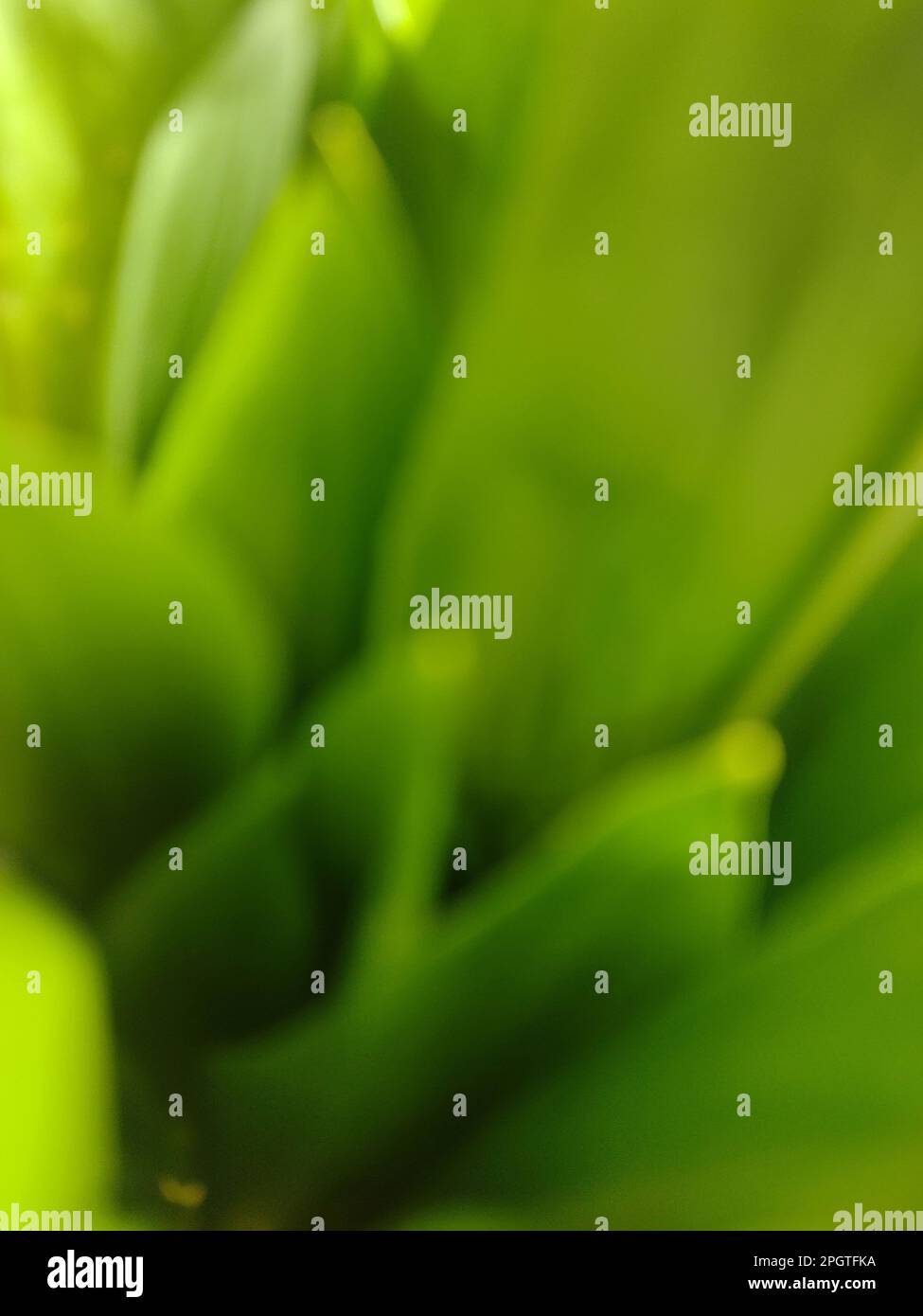 Nature background. Spring light green blur background Stock Photo - Alamy