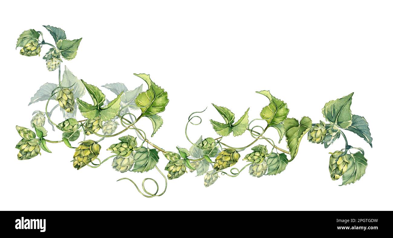 Hop vine, plant humulus watercolor illustration isolated on white ...