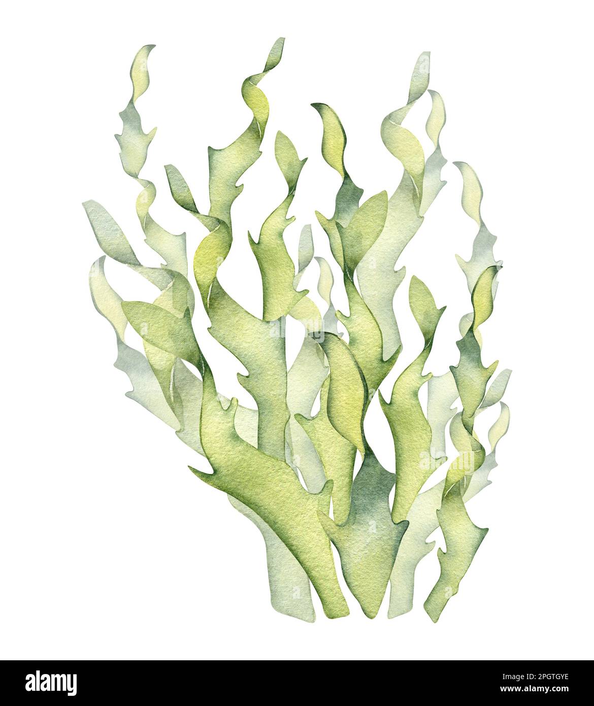 Green sea plant watercolor illustration isolated on white background ...