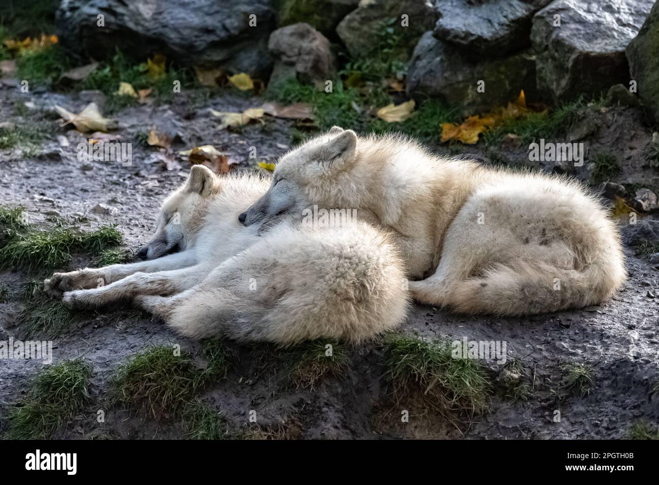 Two white wolfs sleeping together, portrait Stock Photo - Alamy