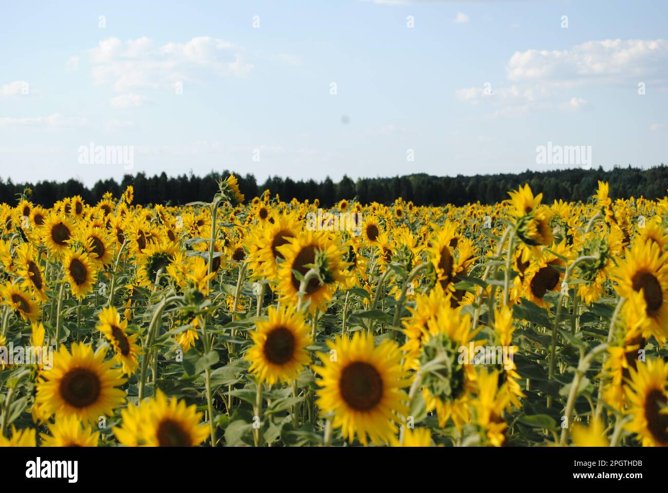 Sunflowers in ukraine hi-res stock photography and images - Alamy