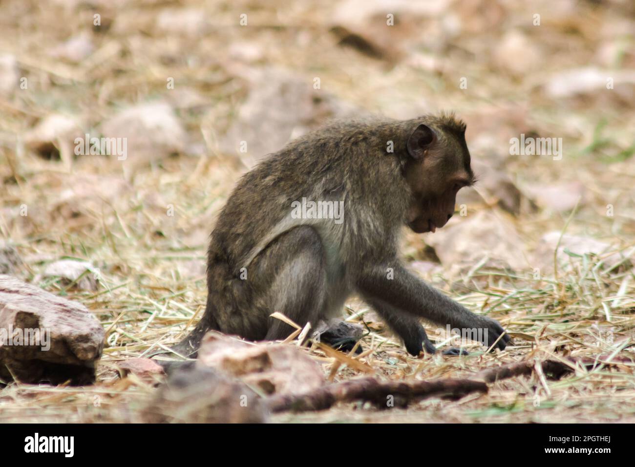 Crab-eating Macaque is sitting on ground.The macaque has brown hair on ...