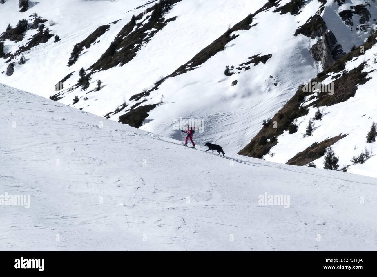 Chamonix, France - 5 March, 2023: Female ski tourer with accompanying ...