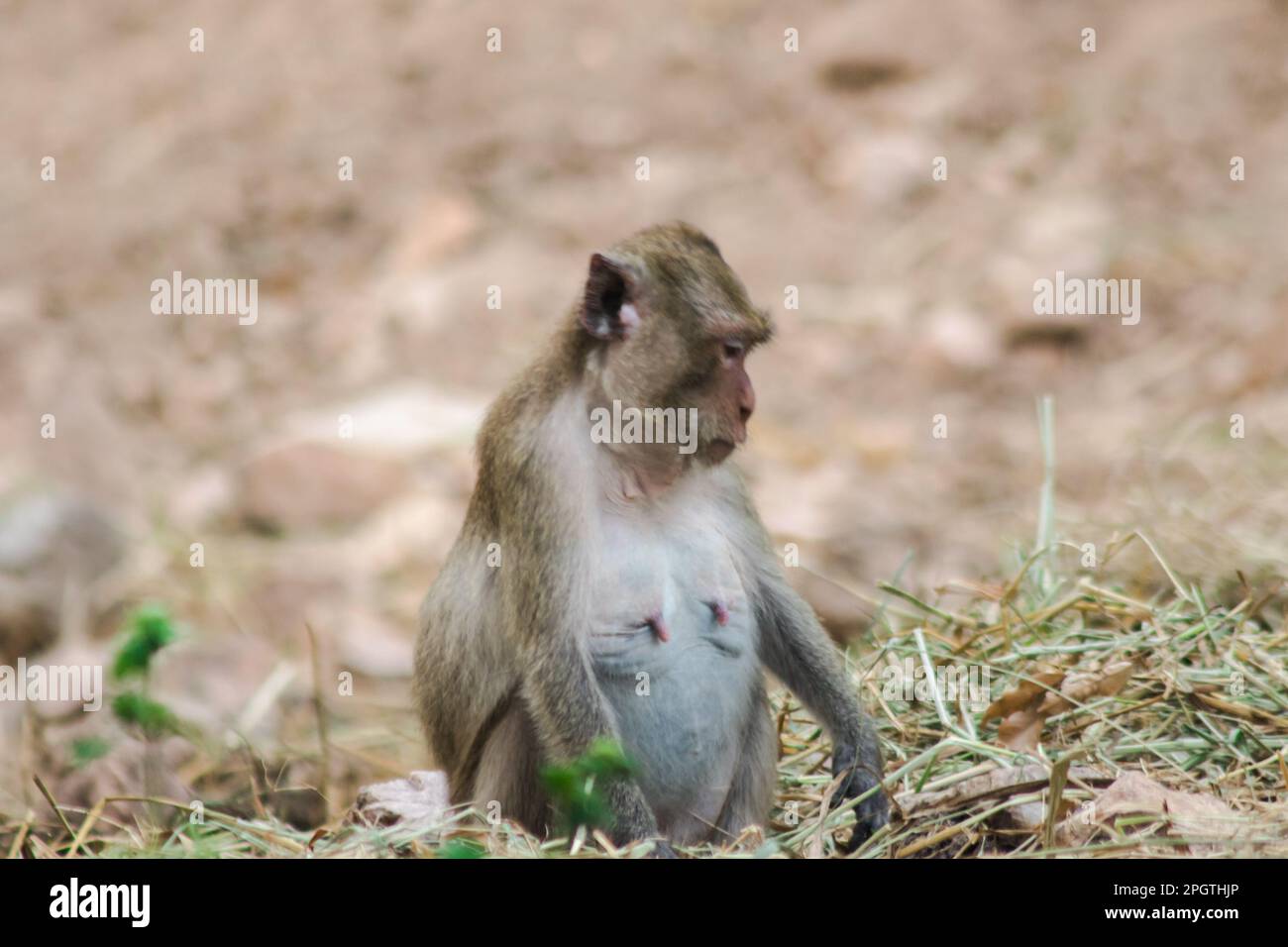 Crab-eating Macaque is sitting on ground.The macaque has brown hair on ...