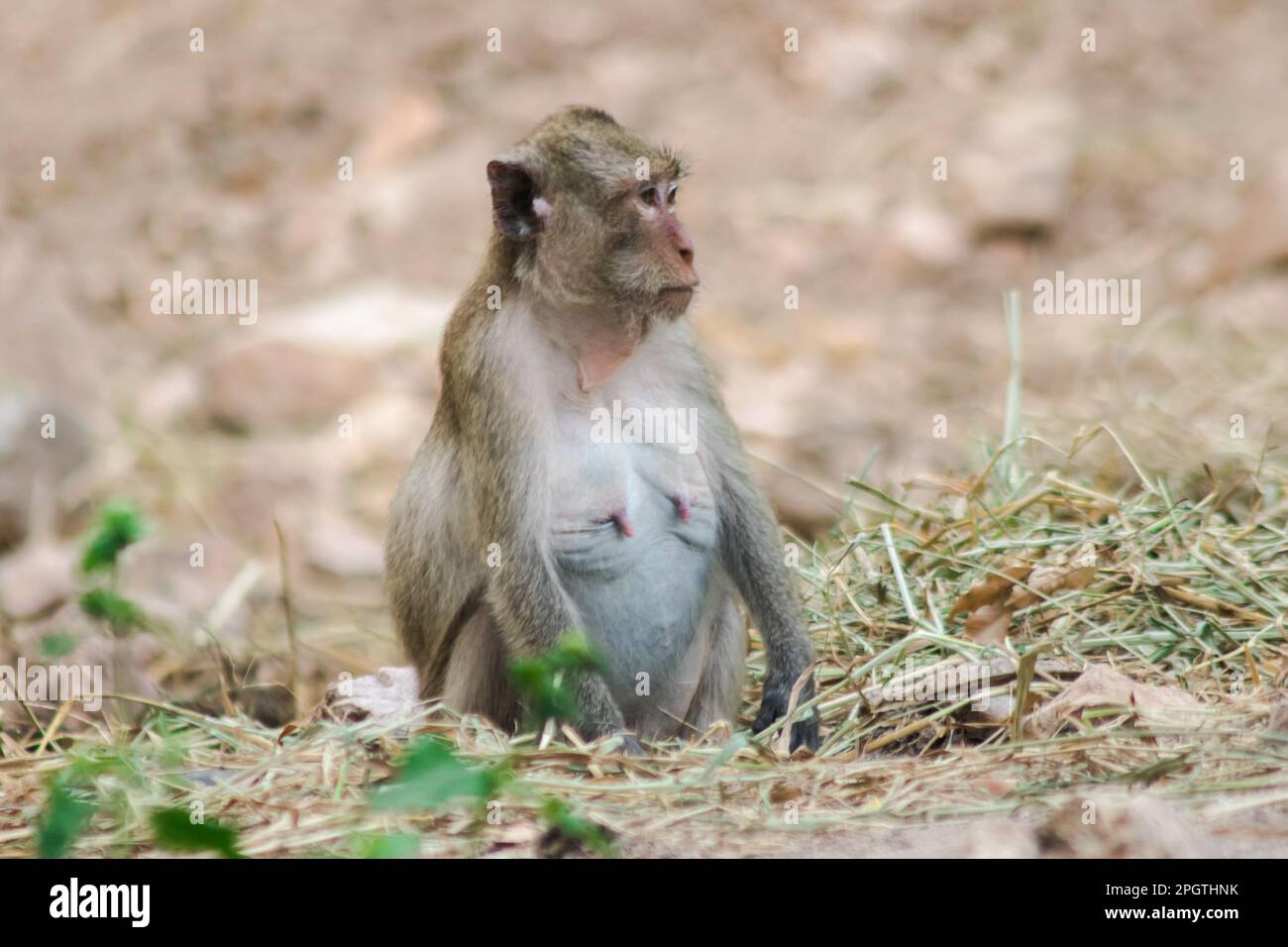 Crab-eating Macaque is sitting on ground.The macaque has brown hair on ...
