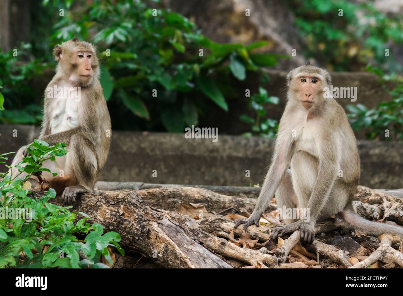 Crab-eating Macaque is sitting on ground.The macaque has brown hair on ...