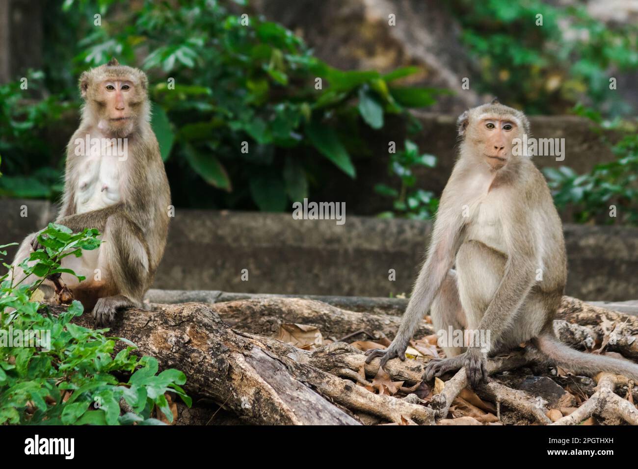 Crab-eating Macaque is sitting on ground.The macaque has brown hair on ...