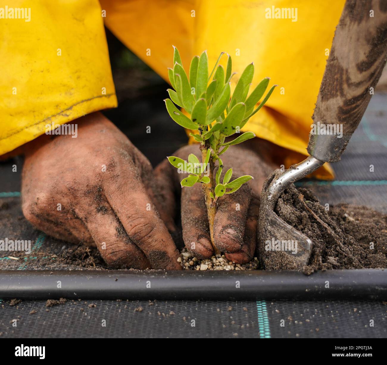 Two hands holding gardening spades tending to a flourishing plant in a ...