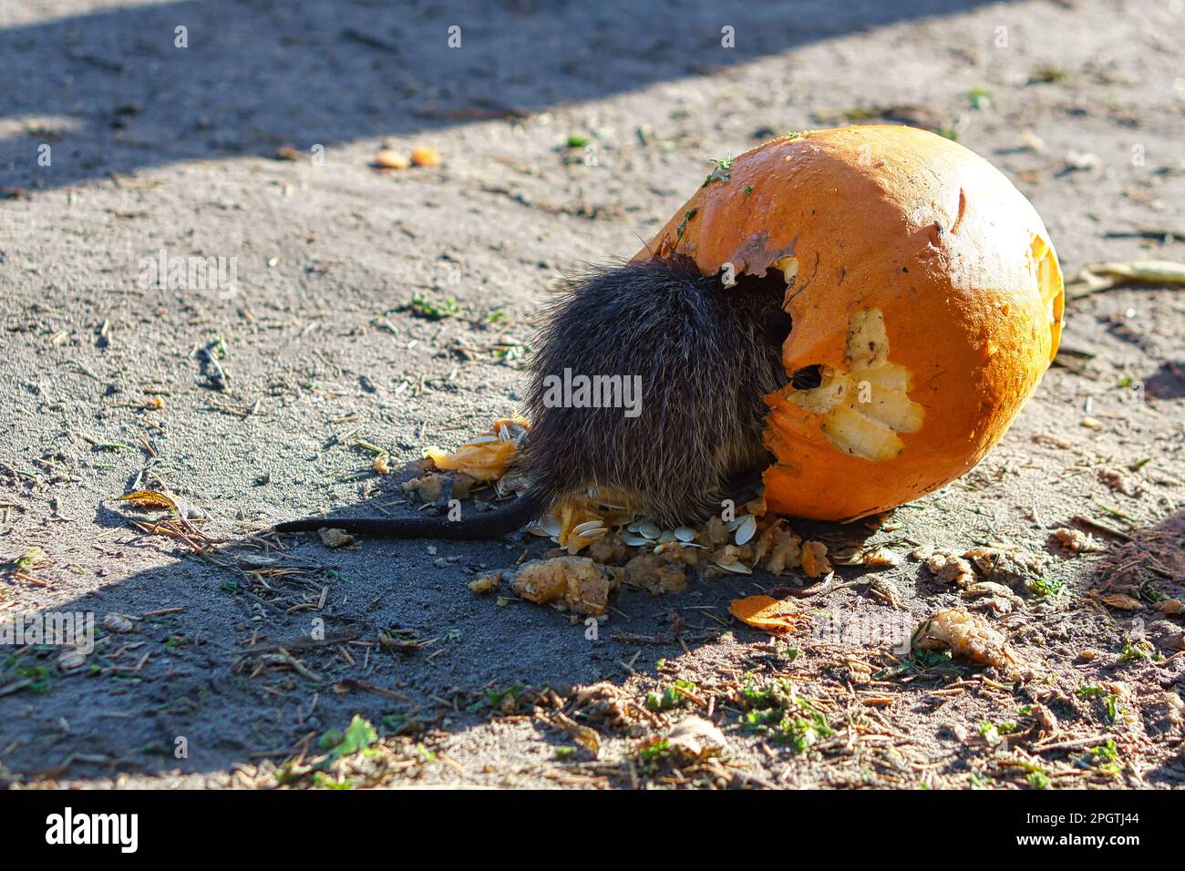 bisamrat disappeared while eating in the pumpkin. Rodent eating food ...