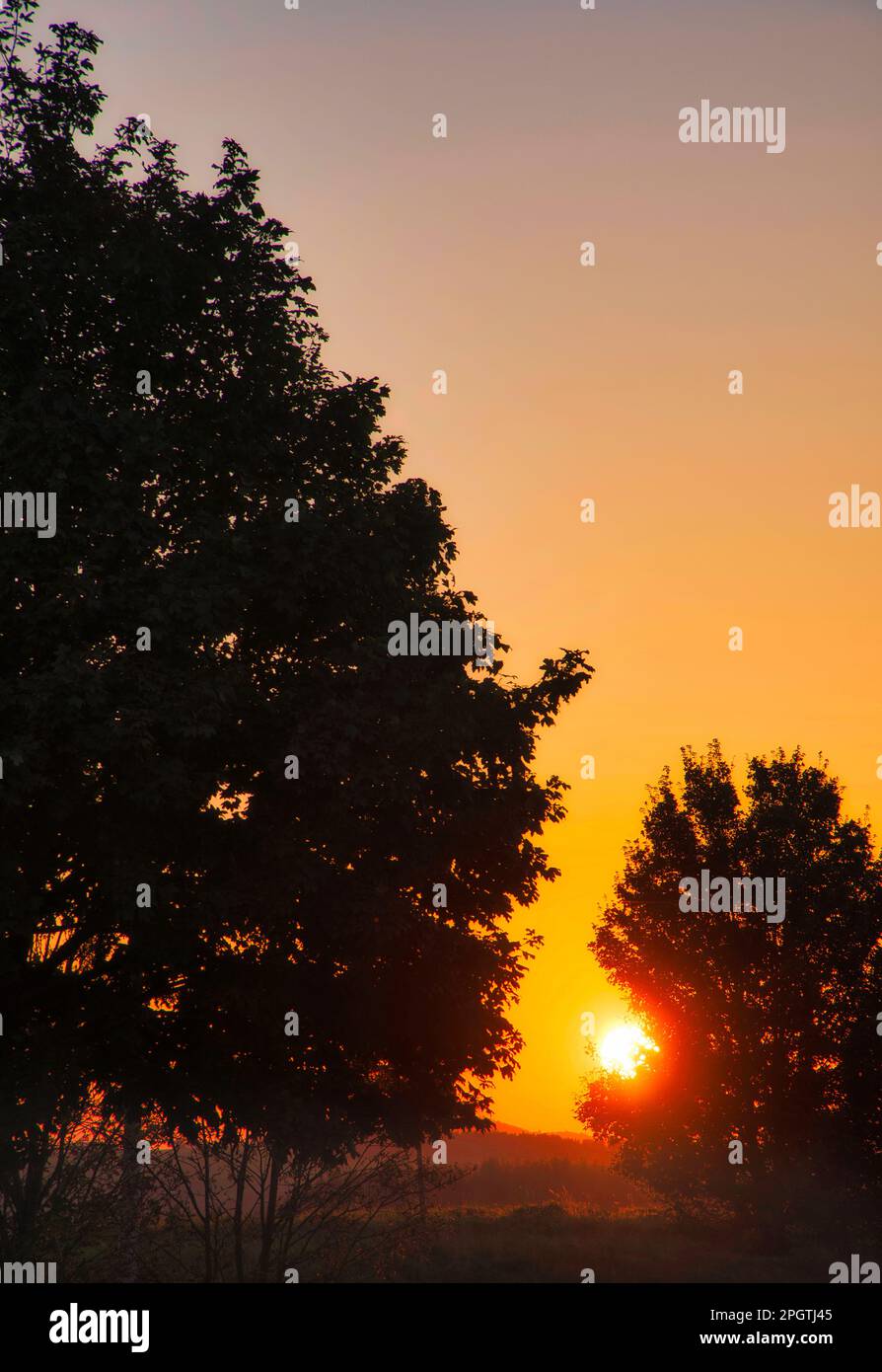 Sunset. The sun shines between the trees in the golden light. Autumn ...