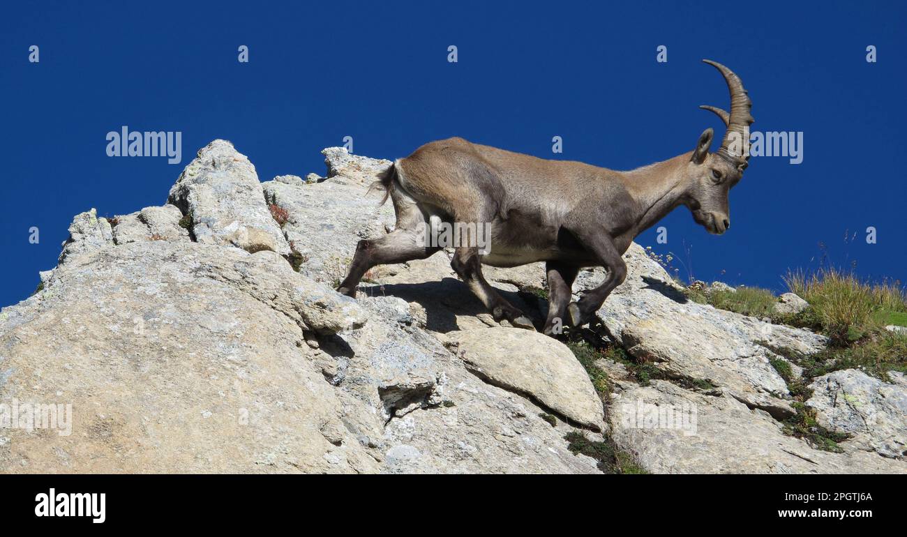 Young alpine ibex walking on a rock Stock Photo - Alamy