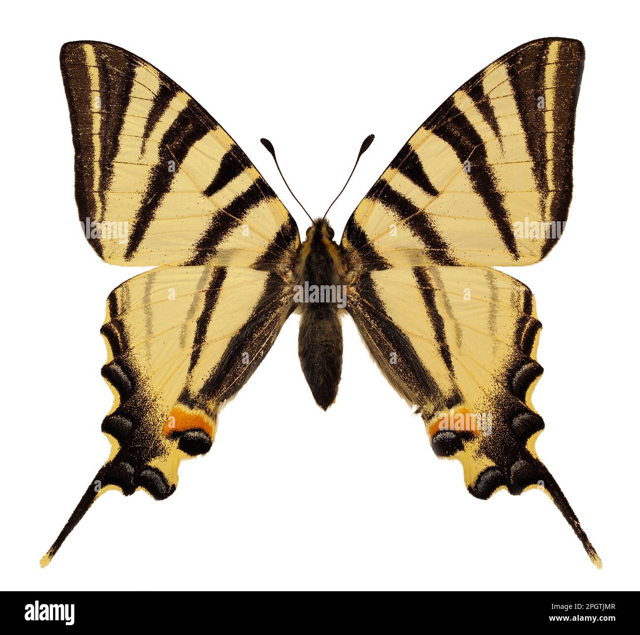 Butterfly iphiclides podalirius swallowtail hi-res stock photography ...