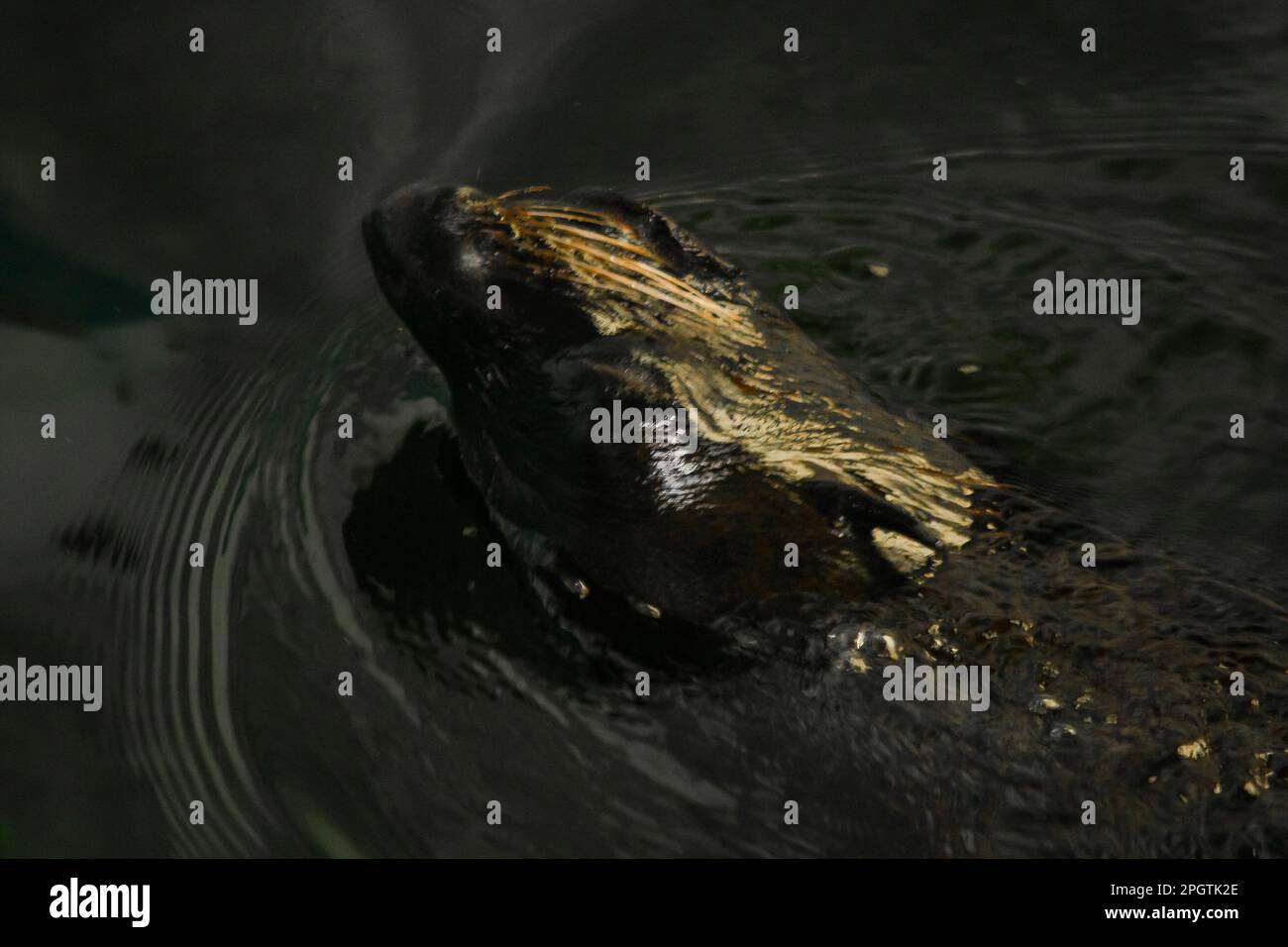 Seals in pool zoo hi-res stock photography and images - Alamy