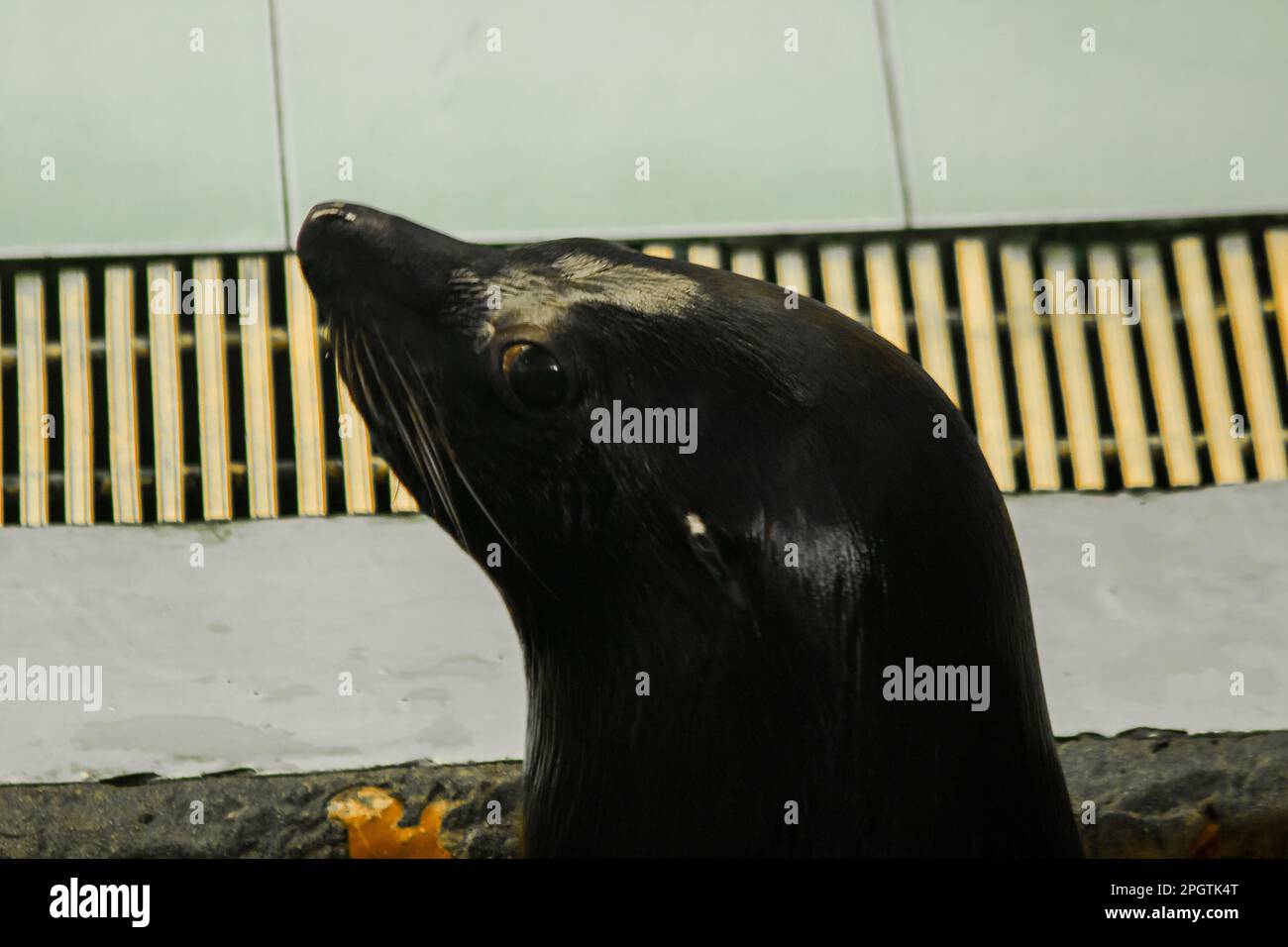 The seals are in the pool Were exhibited in the zoo Stock Photo - Alamy