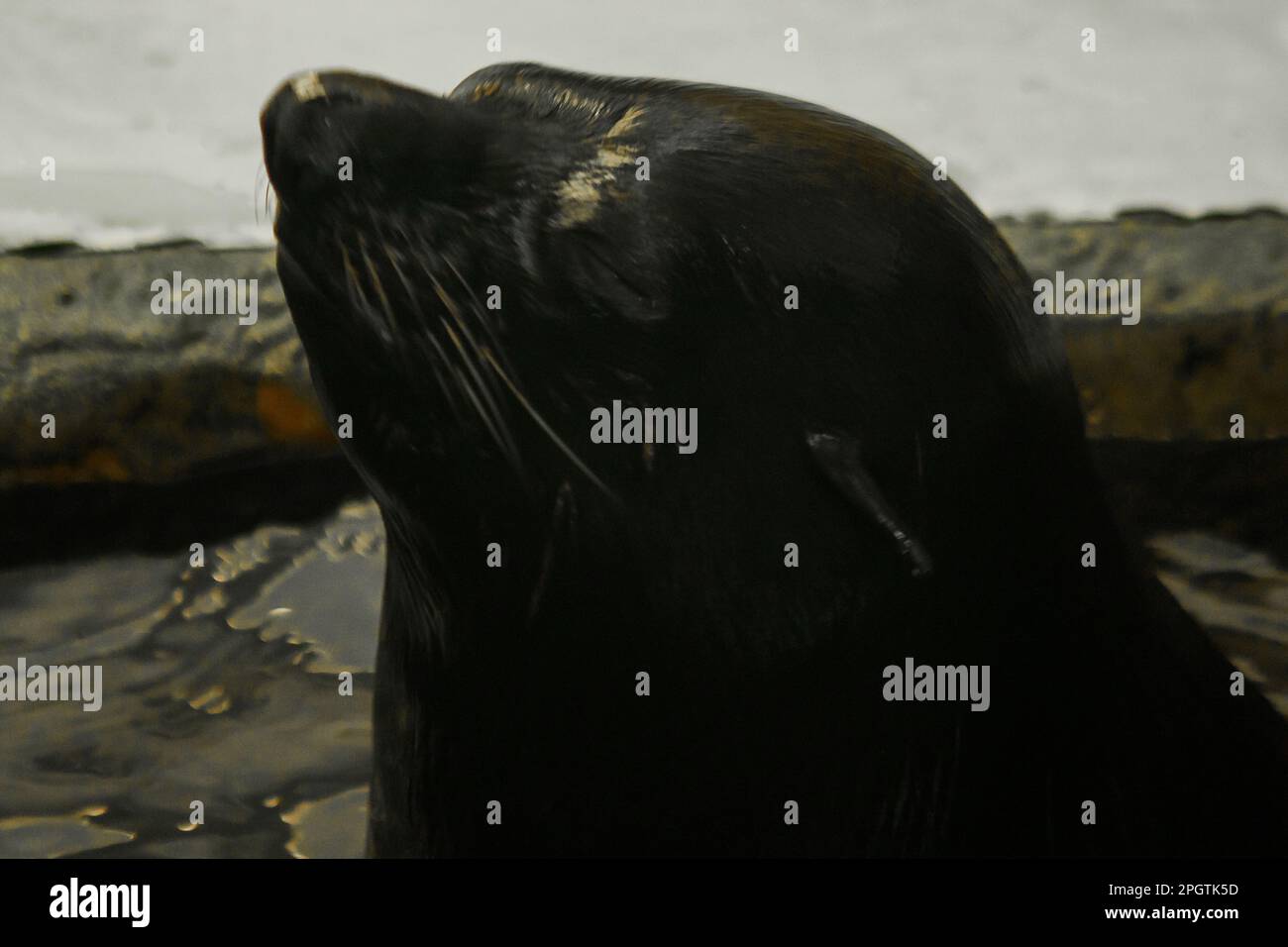 Wild seal sad face hi-res stock photography and images - Alamy