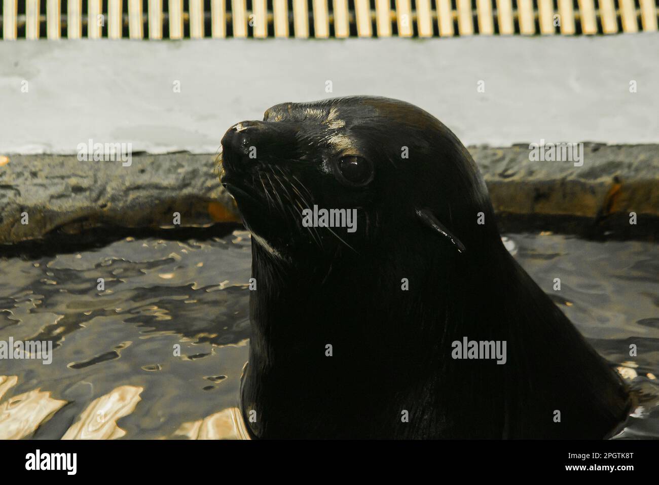 The seals are in the pool Were exhibited in the zoo Stock Photo - Alamy