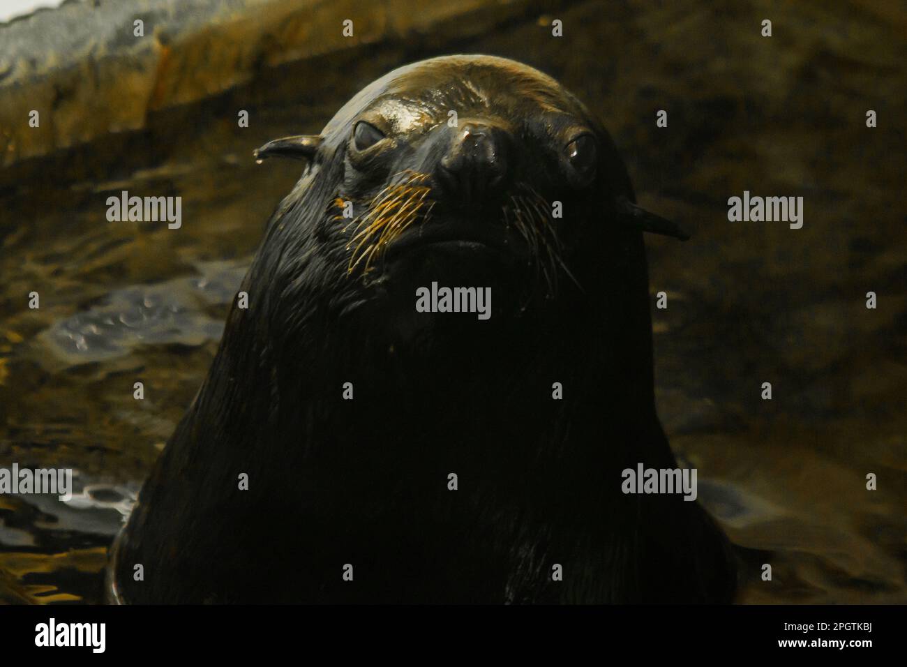 The seals are in the pool Were exhibited in the zoo Stock Photo - Alamy