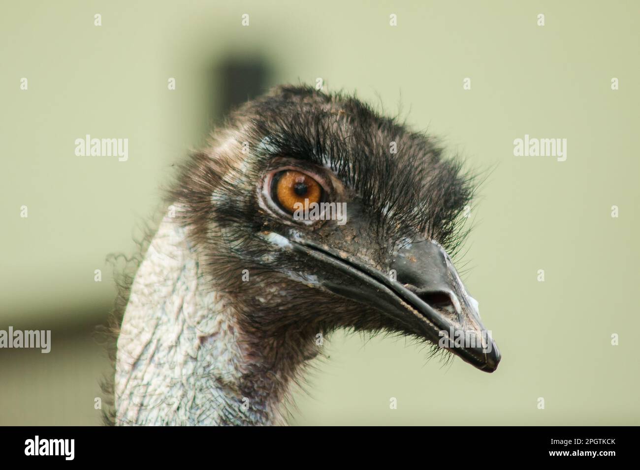 Ostrich's head in the Ostrich Zoo, (Struthio camelus) is the largest ...
