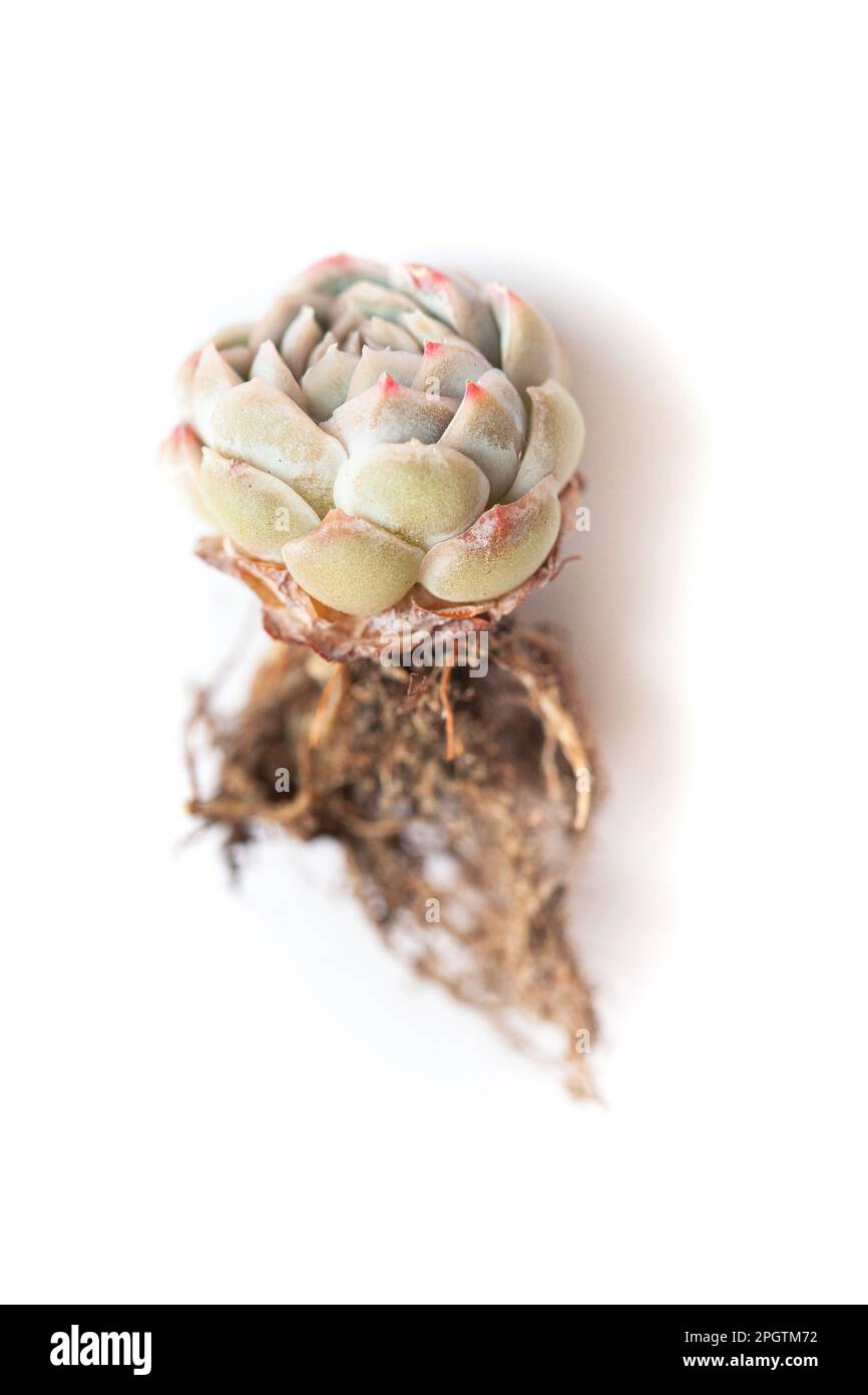 Beautiful pastel color Echeveria Raspberry Ice plant on white ...