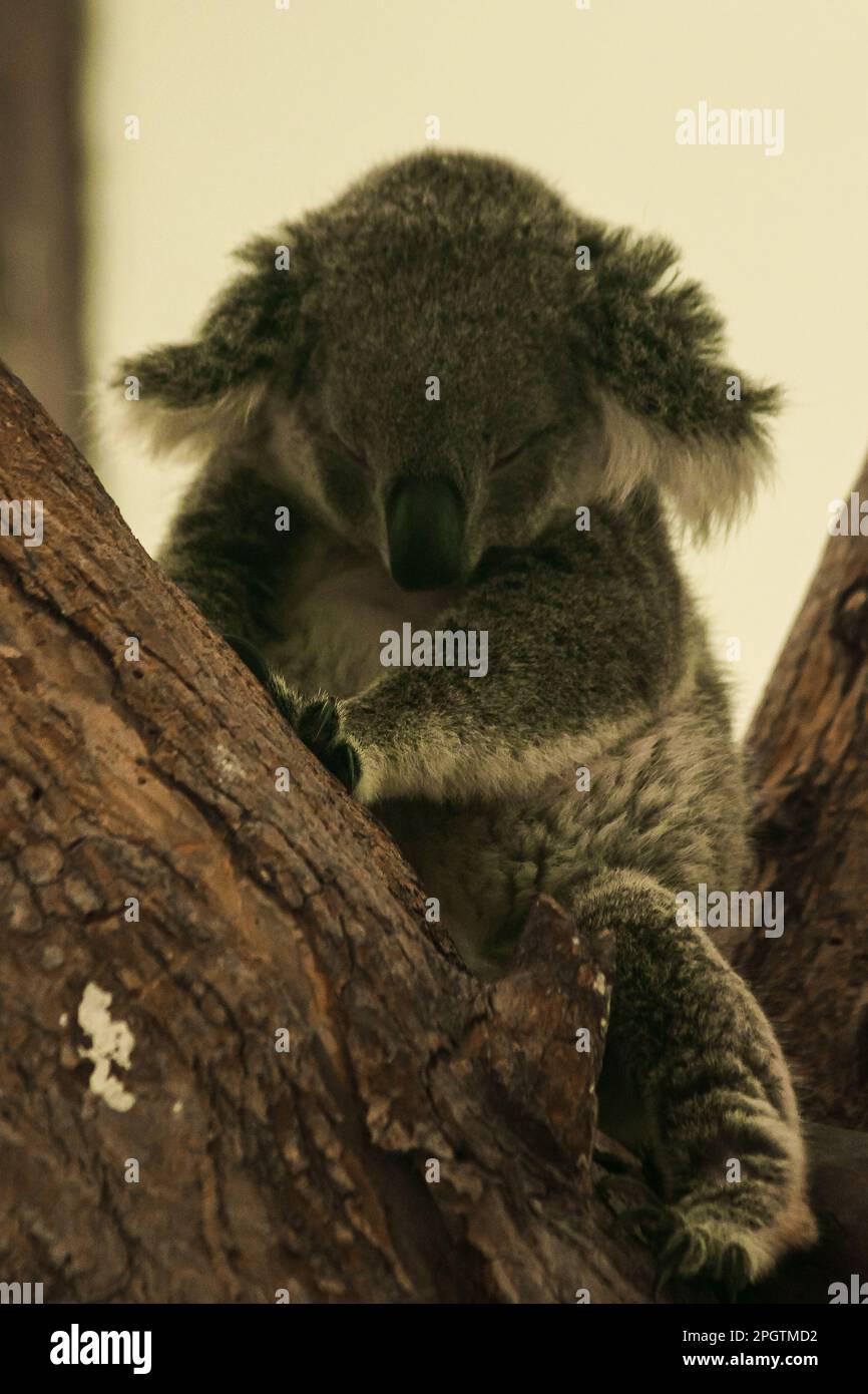 Koala fell asleep in the tree. Usually koalas move slowly. Spend 16–24 ...