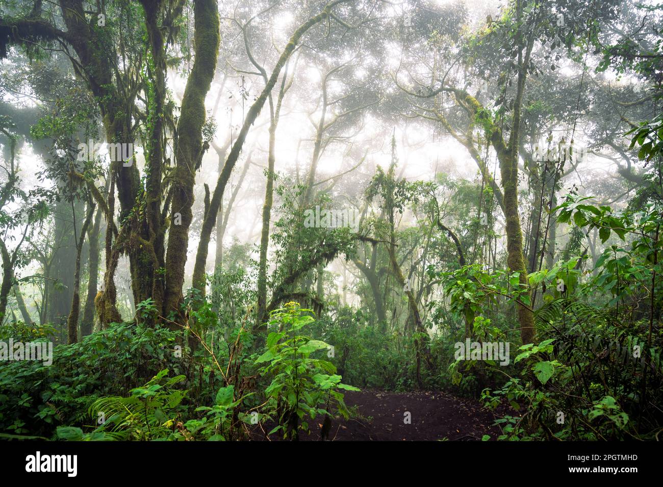 Ecosistema ecosistema hi-res stock photography and images - Alamy