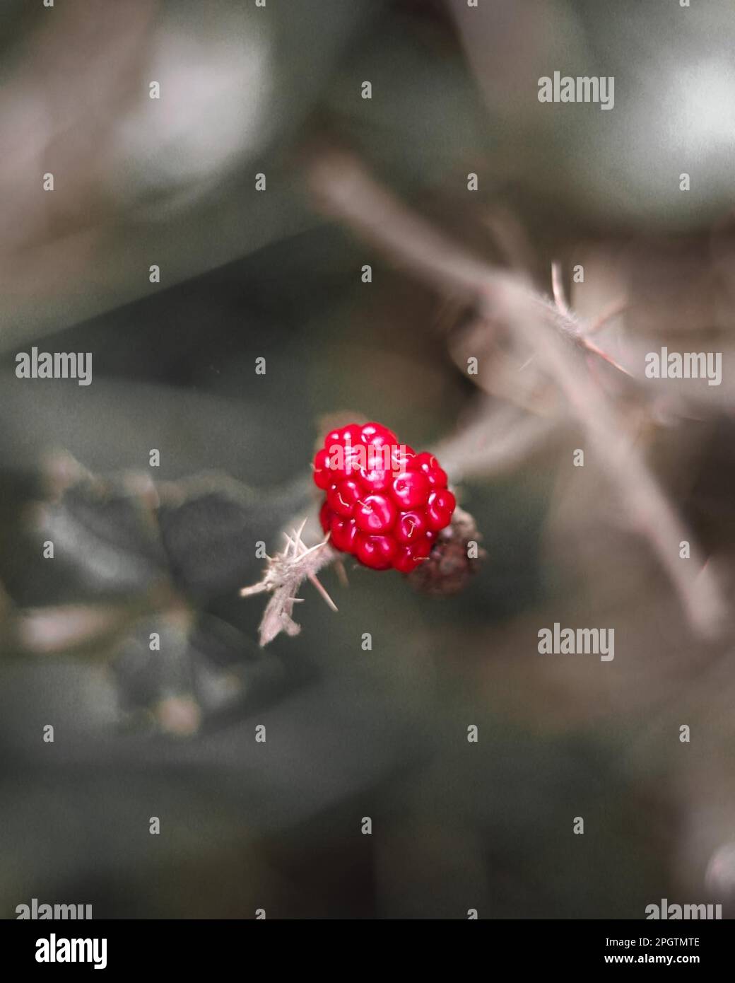 A single ripe raspberry growing on a plant stem in a natural outdoor ...