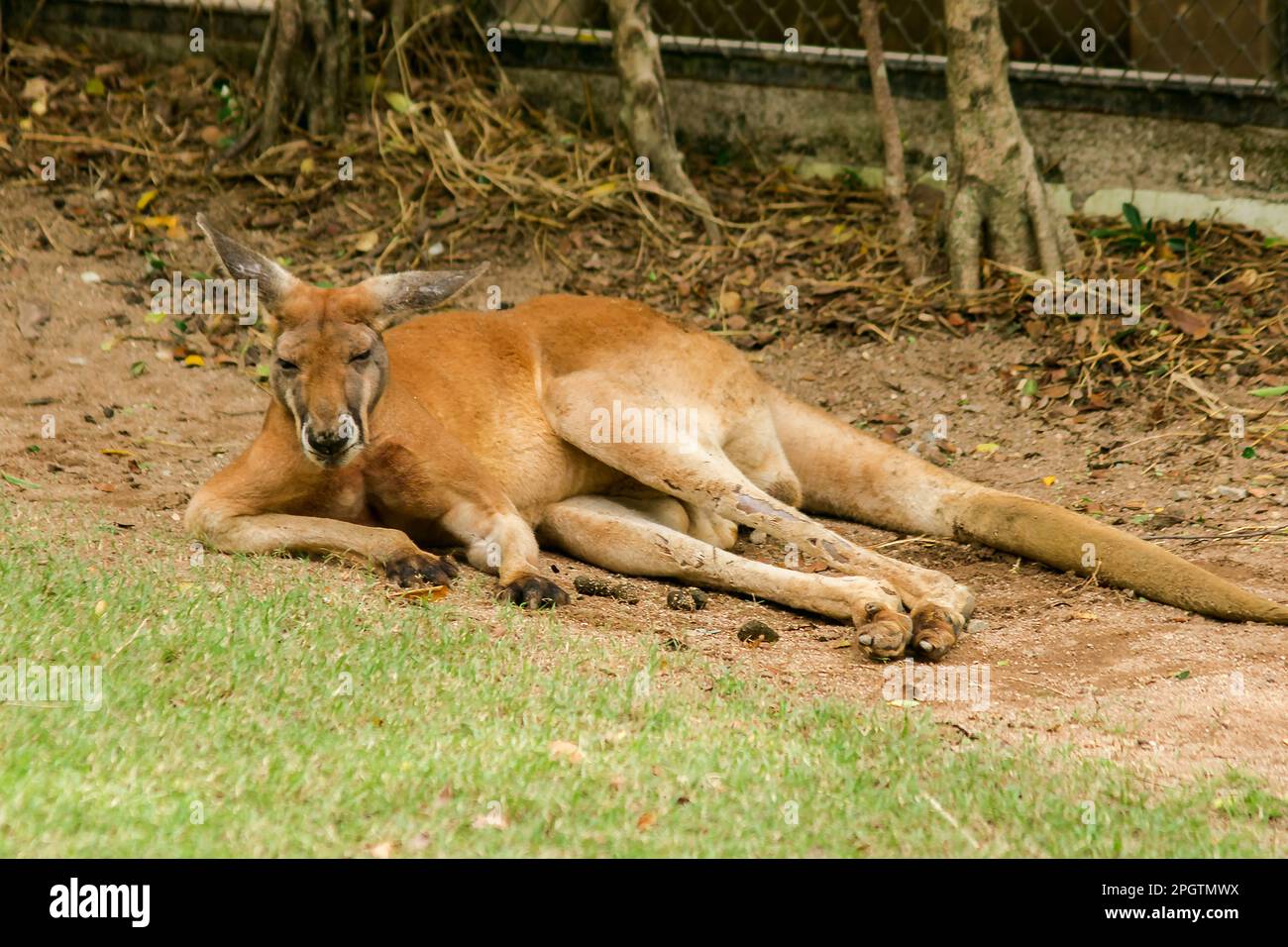 Kangaroo lying on sand hi-res stock photography and images - Alamy