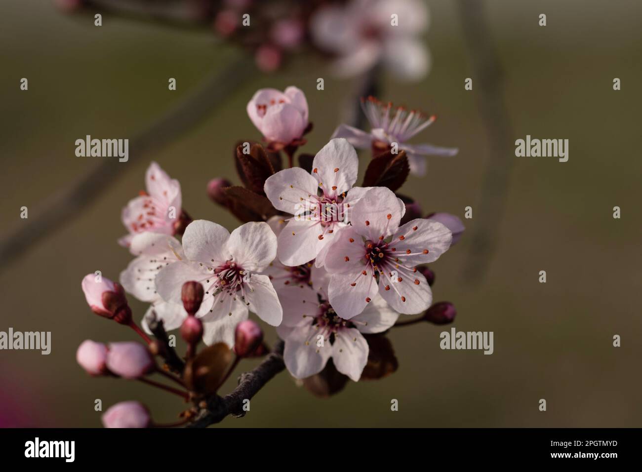 Purple leaf tree hi-res stock photography and images - Alamy