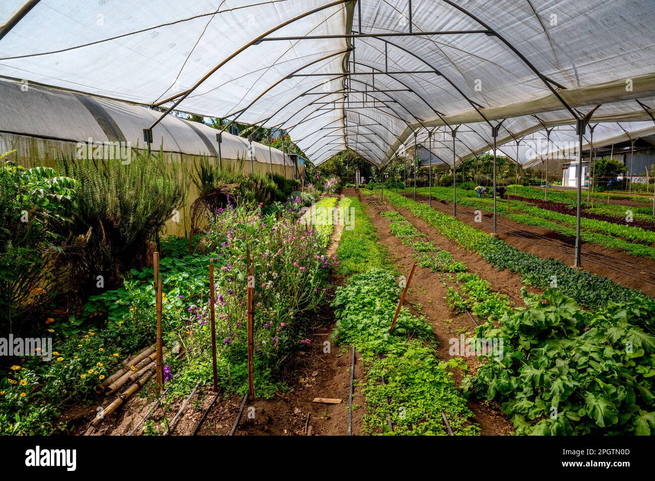 Organic vegetable farm in Antigua Guatemala Stock Photo - Alamy