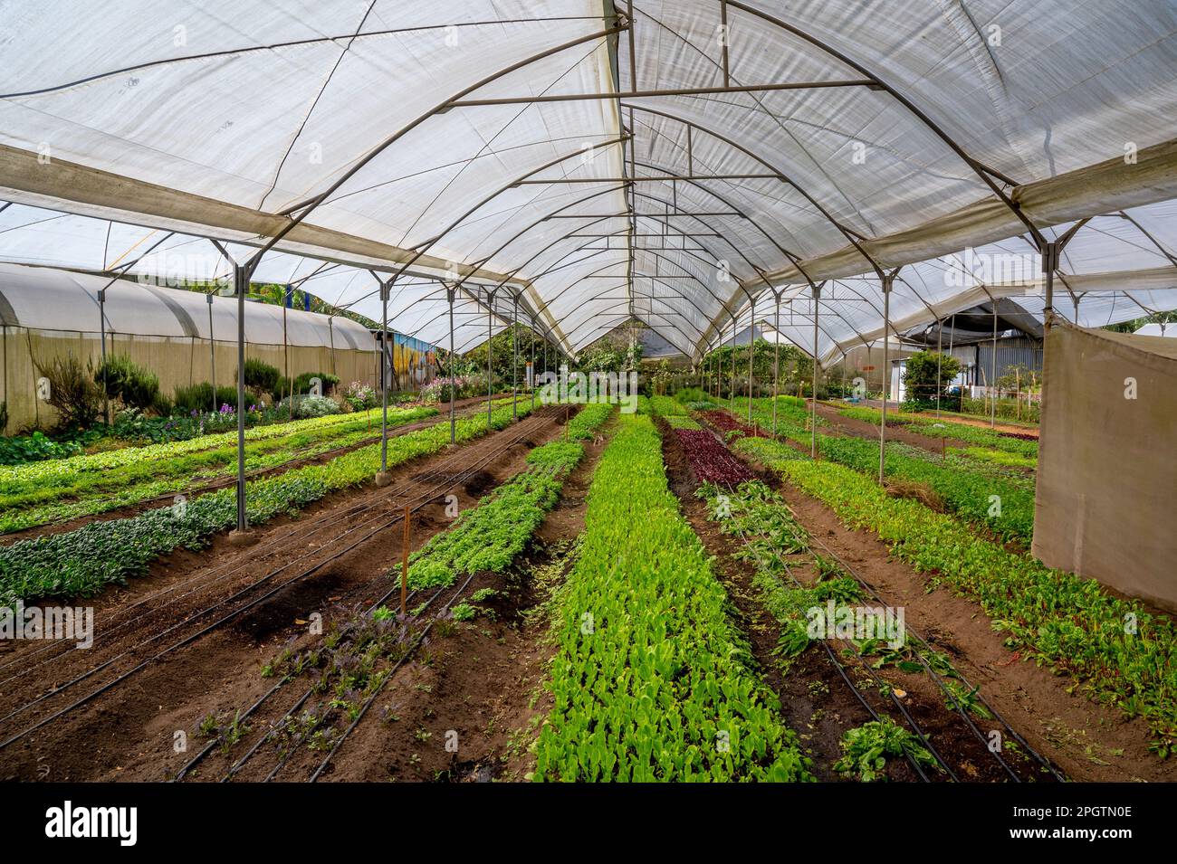 Organic vegetable farm in Antigua Guatemala Stock Photo - Alamy