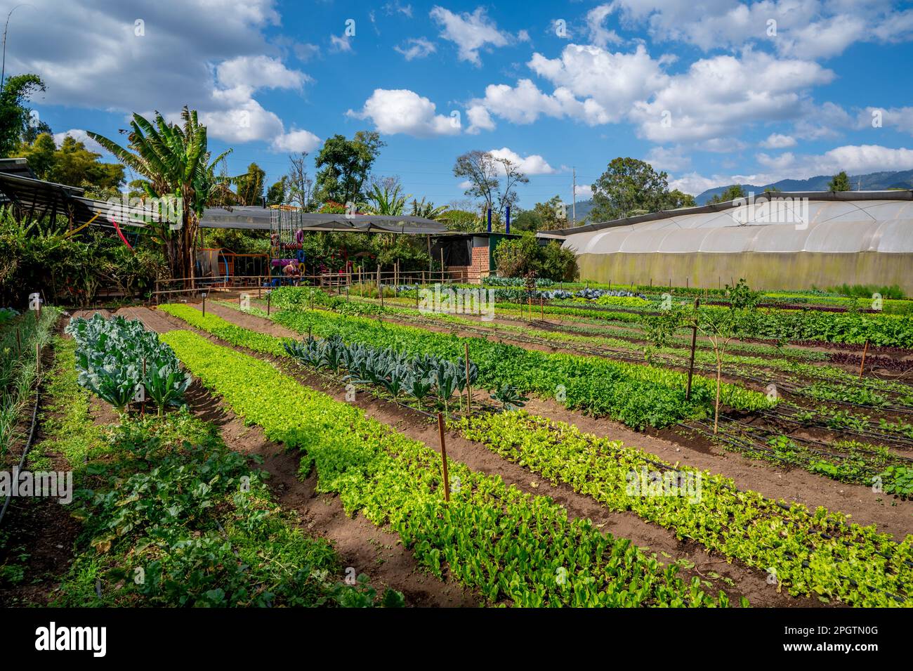Organic vegetable farm in Antigua Guatemala Stock Photo - Alamy