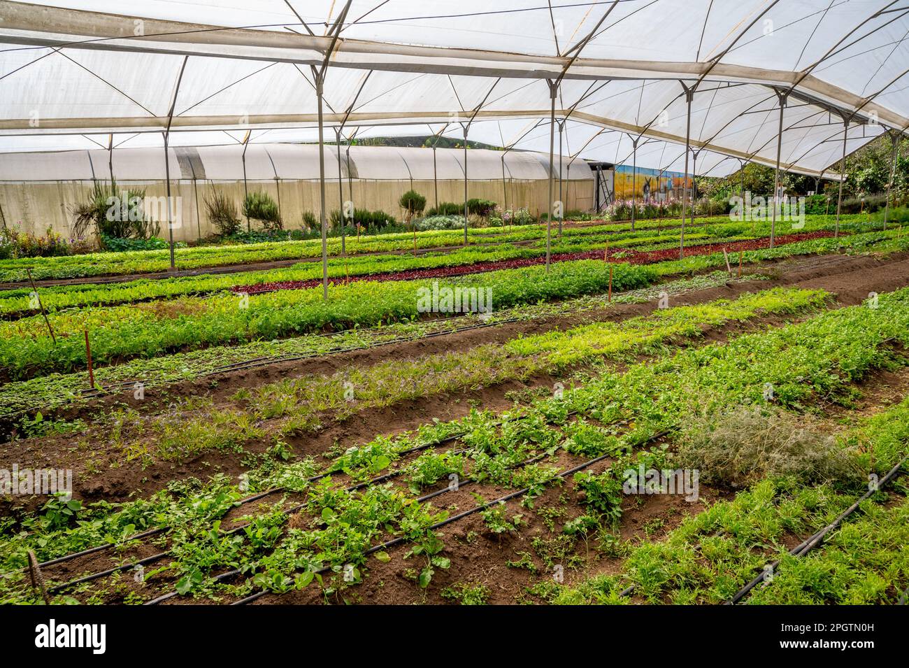Organic vegetable farm in Antigua Guatemala Stock Photo - Alamy