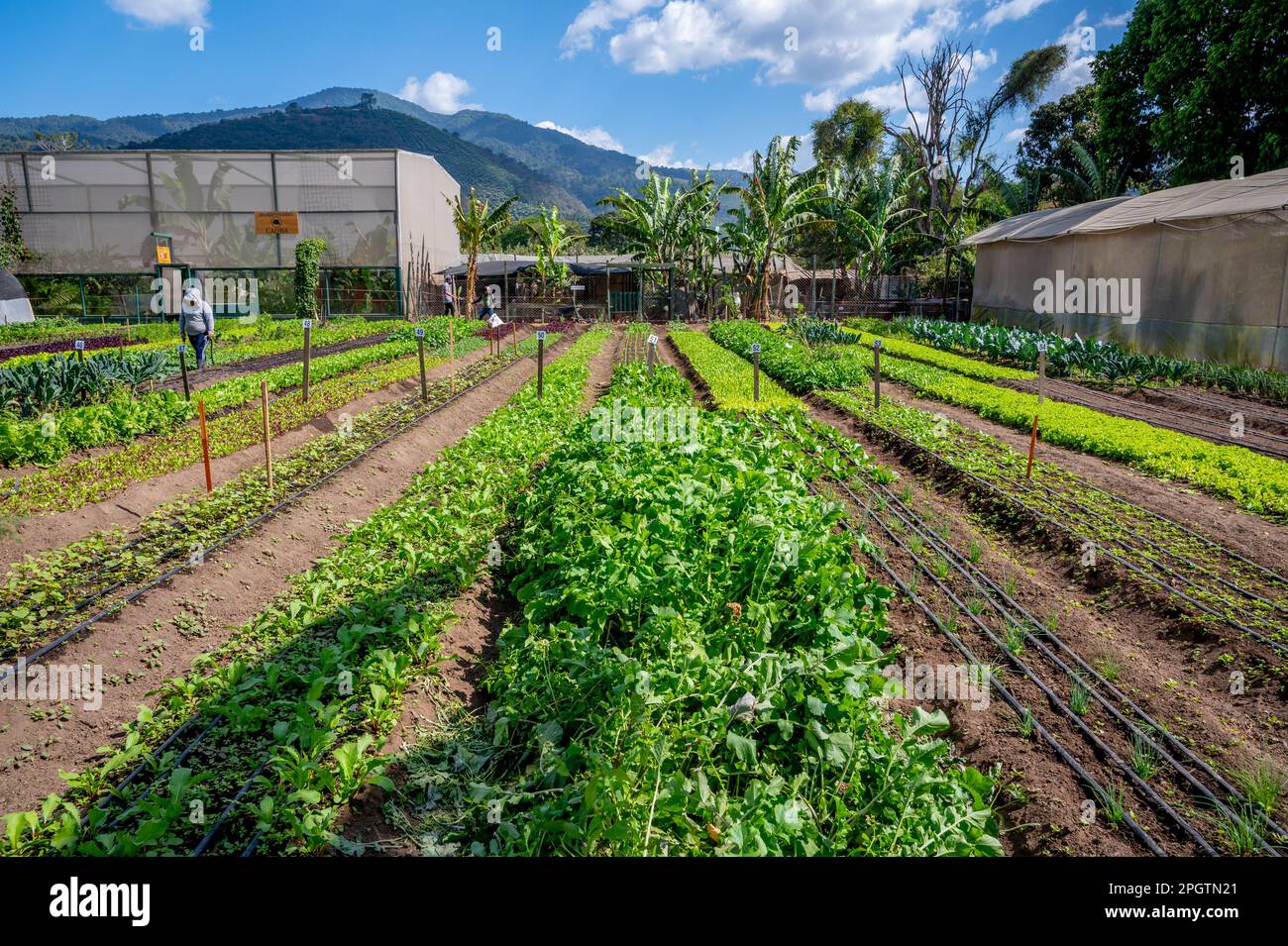 Organic vegetable farm in Antigua Guatemala Stock Photo - Alamy