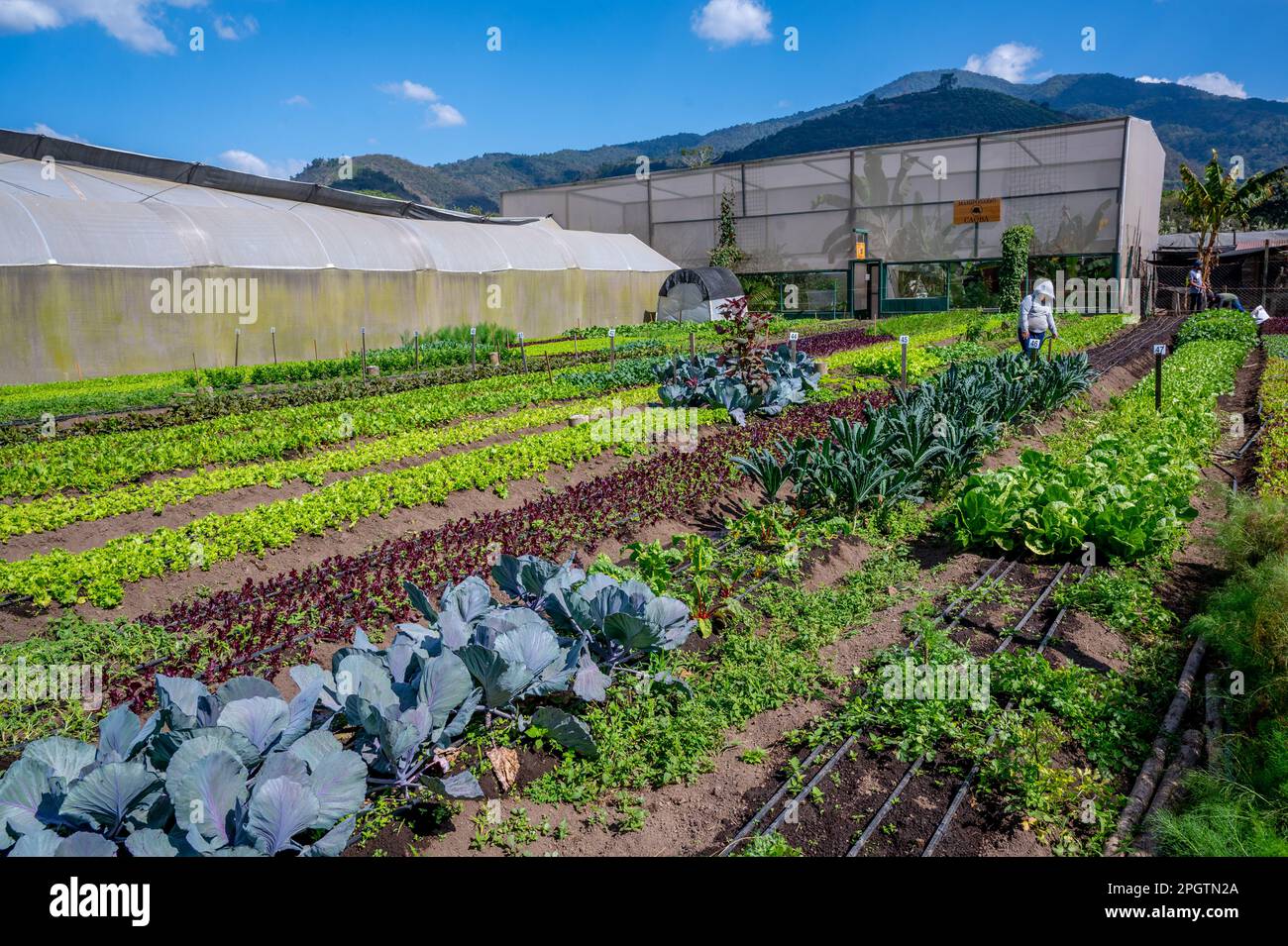 Organic vegetable farm in Antigua Guatemala Stock Photo - Alamy