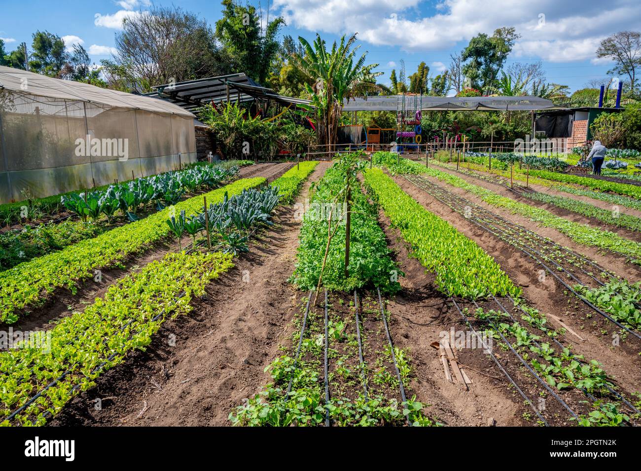 Organic vegetable farm in Antigua Guatemala Stock Photo - Alamy
