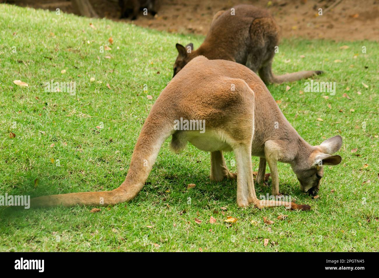 Kangaroos eat grass on the field, Red Kangaroo on the lawn Stock Photo ...