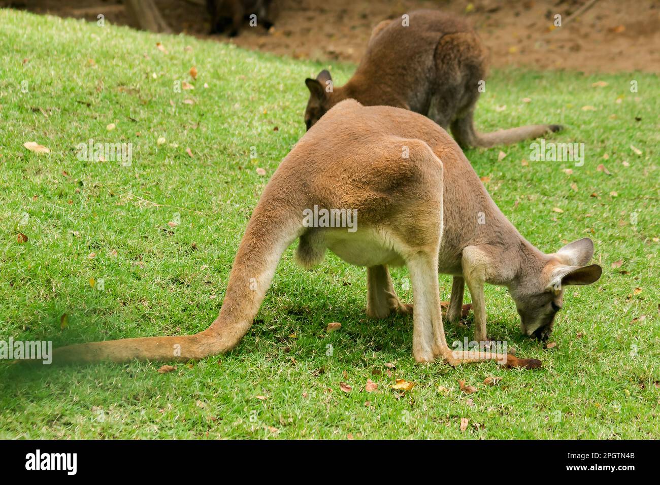 Kangaroos eat grass on the field, Red Kangaroo on the lawn Stock Photo ...