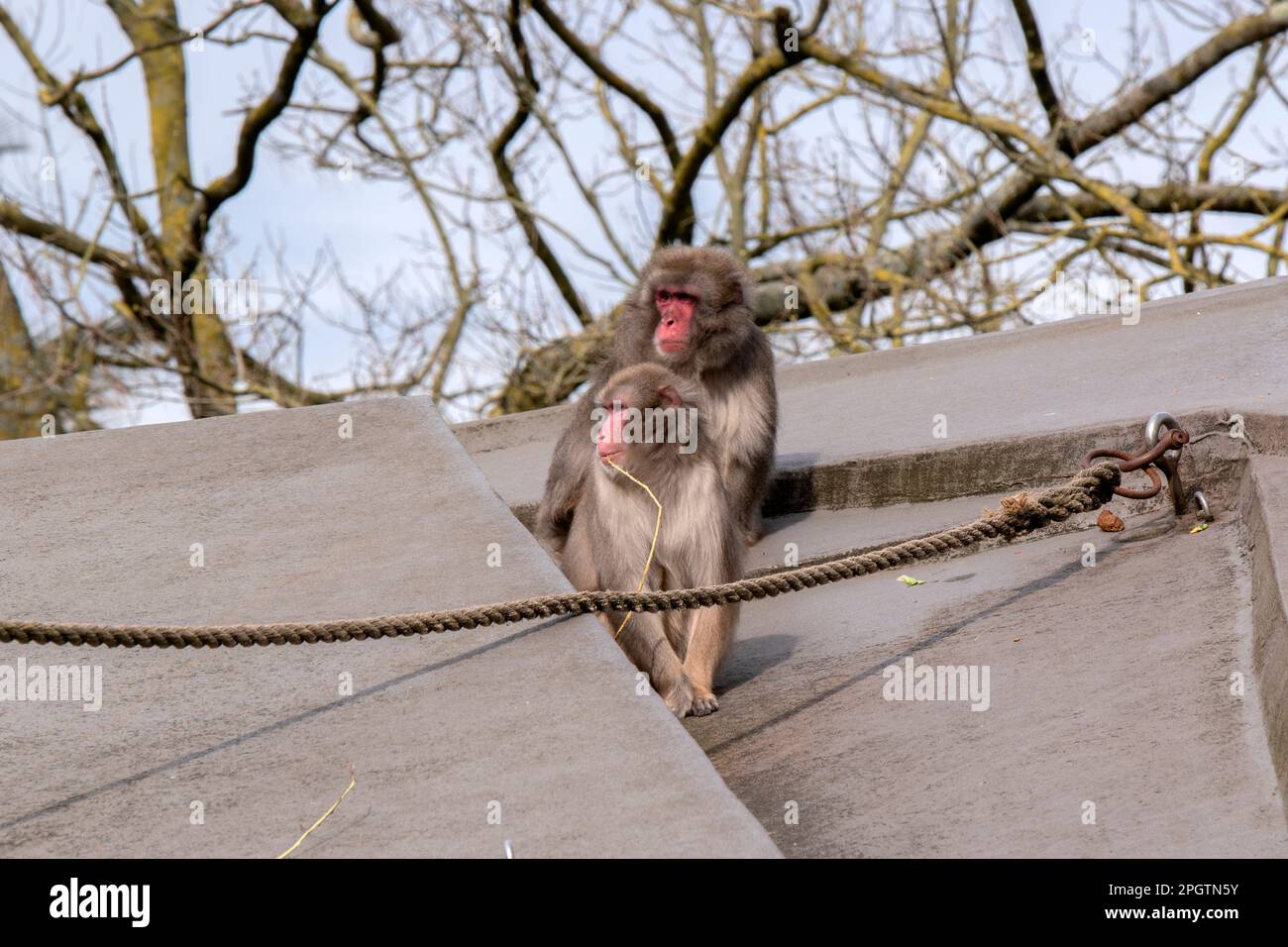 Japanese Macaque 3