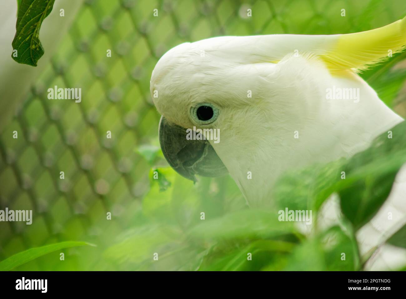 The white Cockatoo in the zoo cage, the Cockatoo is a beautiful bird ...